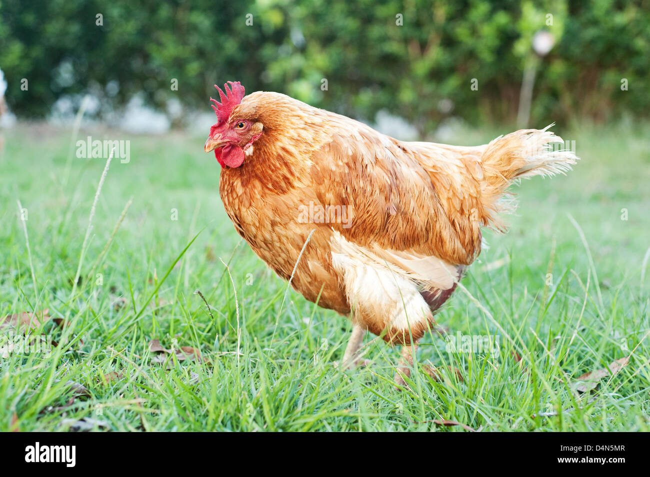 Isa braunes huhn -Fotos und -Bildmaterial in hoher Auflösung – Alamy