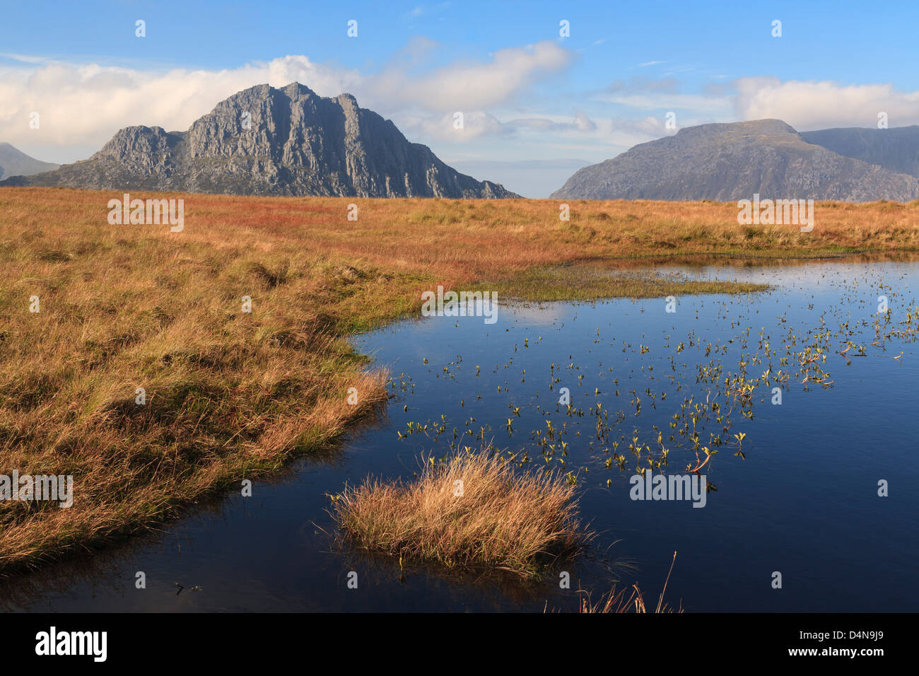 Sumpfige Hochebene und Fieberklee (Menyanthes Trifoliata) in ...