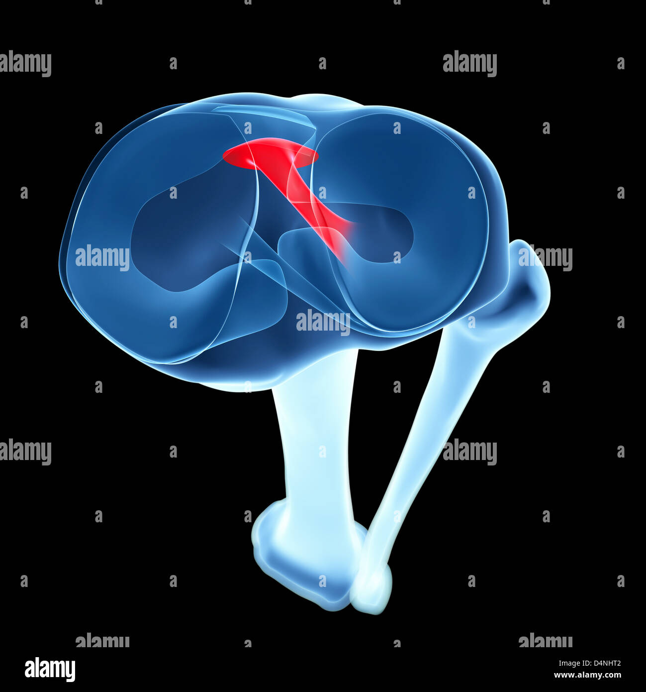 Der muskel des kniegelenks -Fotos und -Bildmaterial in hoher Auflösung ...