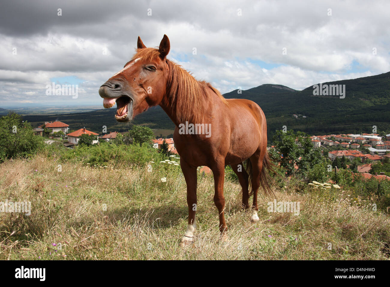 Lustiges pferdegesicht -Fotos und -Bildmaterial in hoher Auflösung – Alamy