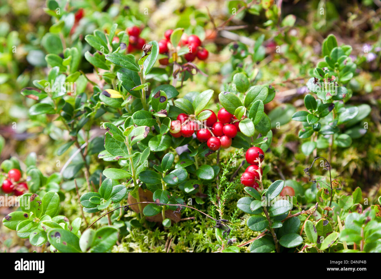 Preiselbeer-Strauch mit Beeren Stockfotografie - Alamy