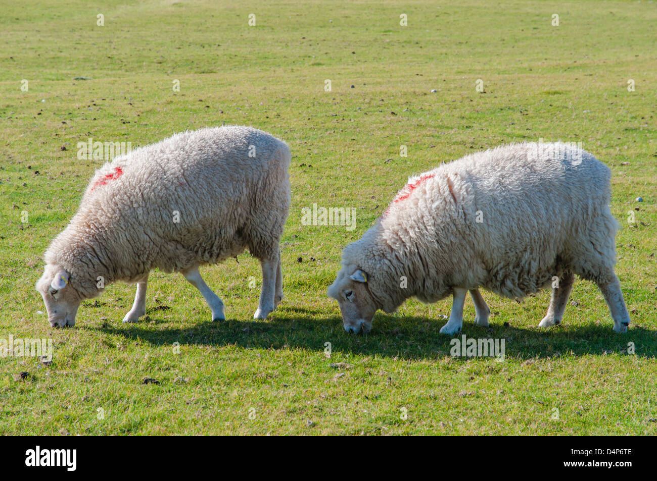 2 weidende schafe -Fotos und -Bildmaterial in hoher Auflösung – Alamy
