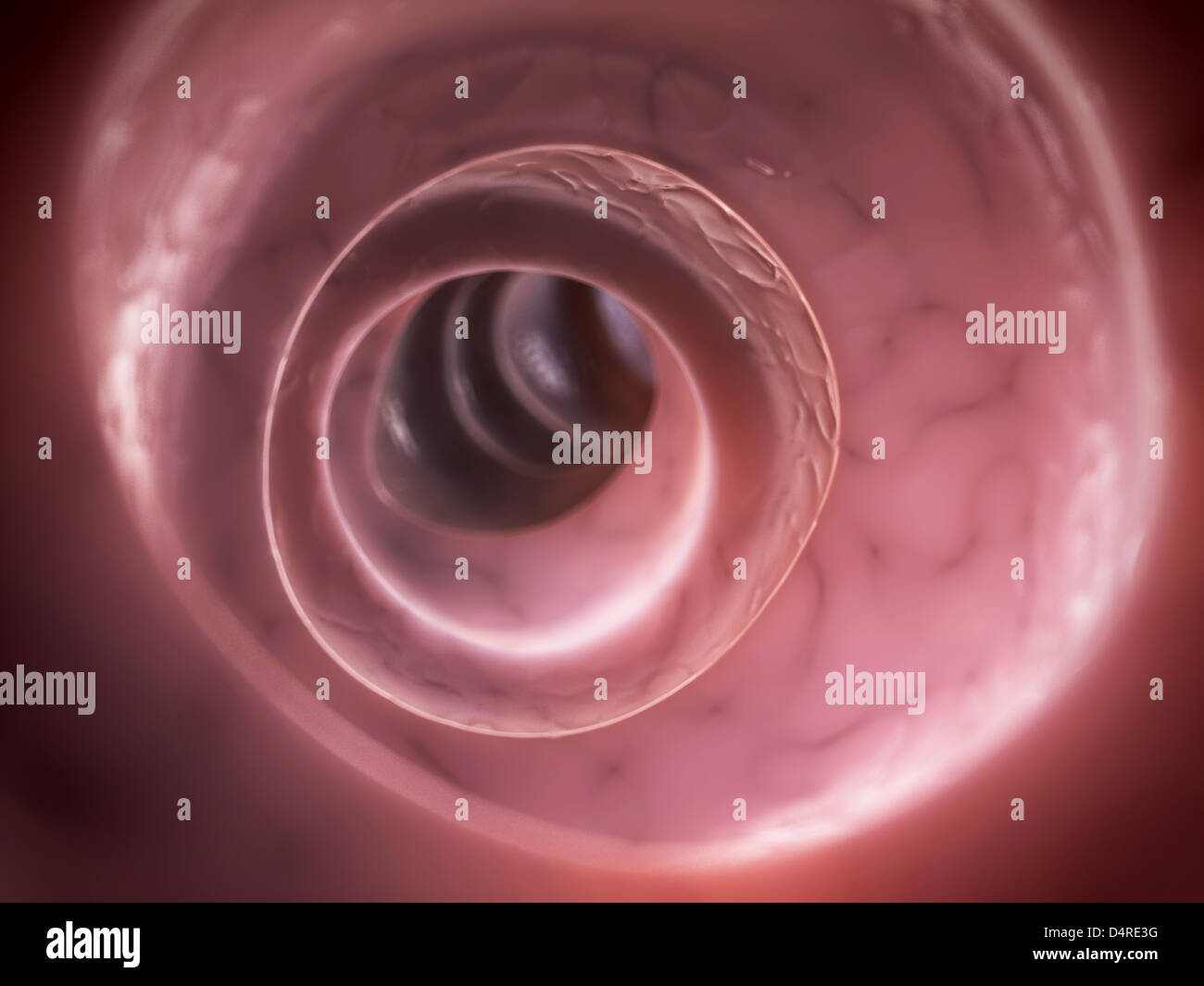 Intestino humano y colon -Fotos und -Bildmaterial in hoher Auflösung ...