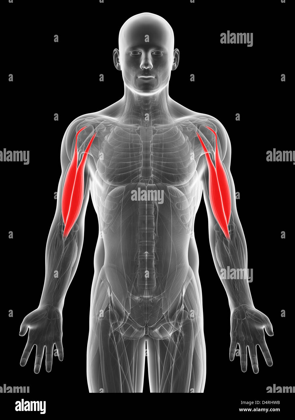 Muscle biceps anatomy -Fotos und -Bildmaterial in hoher Auflösung – Alamy