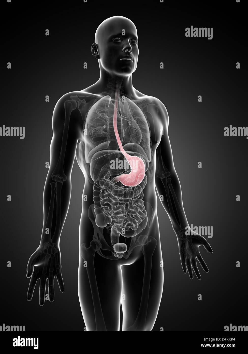Anatomie des menschlichen magens -Fotos und -Bildmaterial in hoher ...