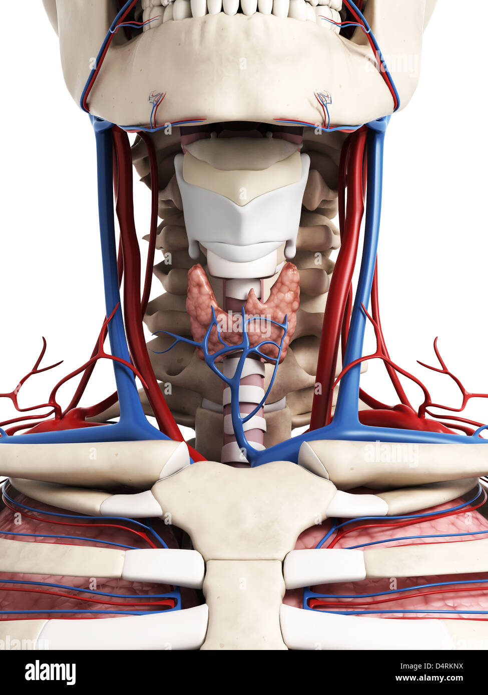 Anatomie des menschlichen nackens -Fotos und -Bildmaterial in hoher ...