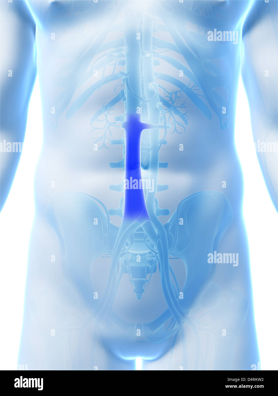 Anatomia arteria y vena pulmonar -Fotos und -Bildmaterial in hoher ...