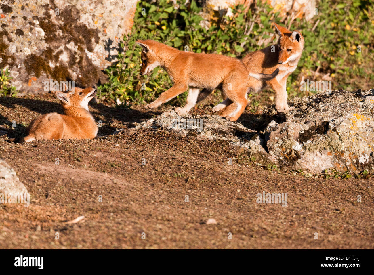 Äthiopischer Wolf (Canis Simensis), Bale-Mountains-Nationalpark ...