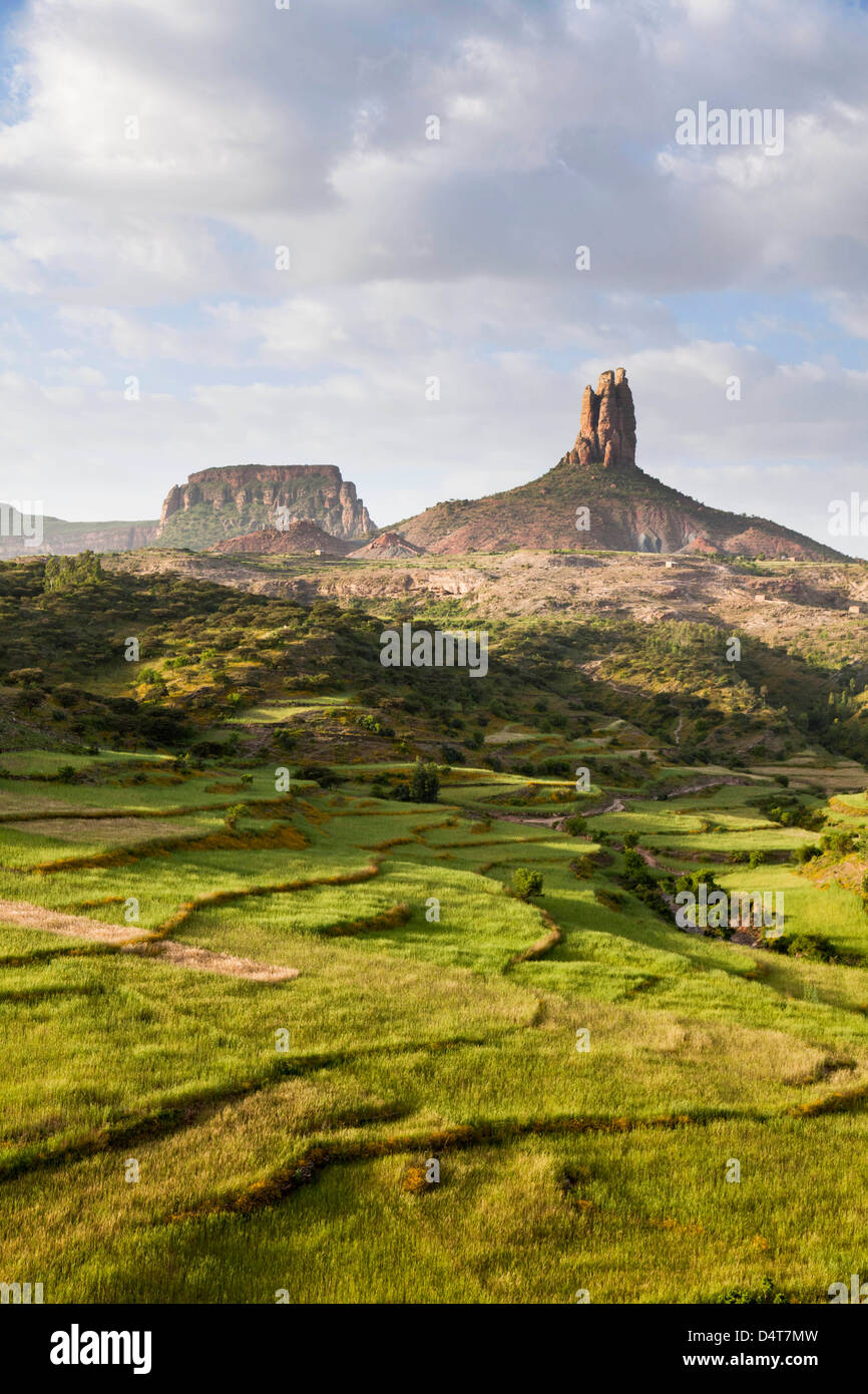 Teff ethiopia -Fotos und -Bildmaterial in hoher Auflösung - Seite 2 - Alamy