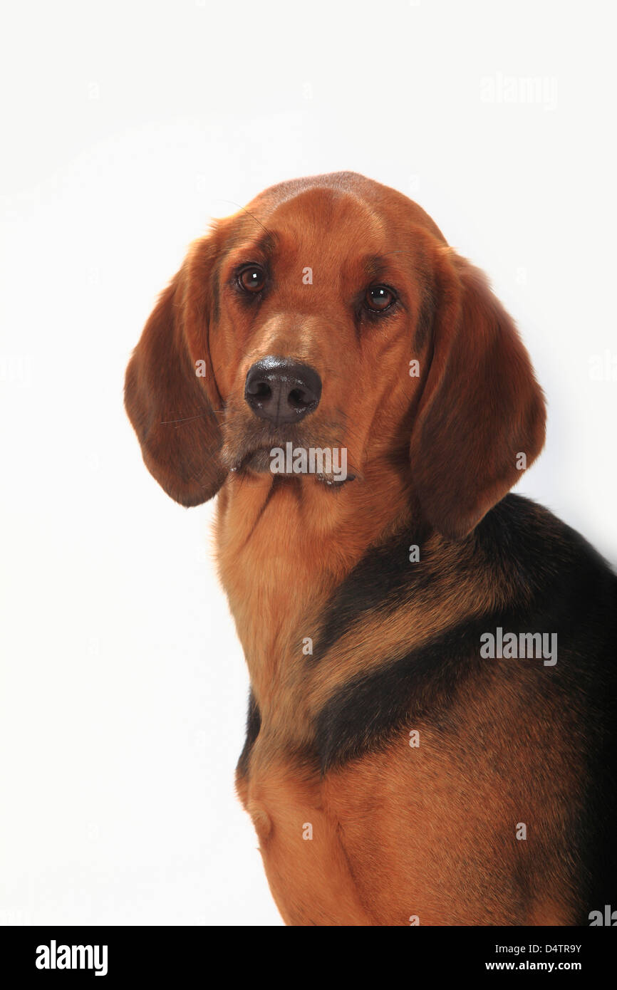 Ogar Polski, Hündin / Polish Hound | Ogar Polski, Huendin / Polnische ...