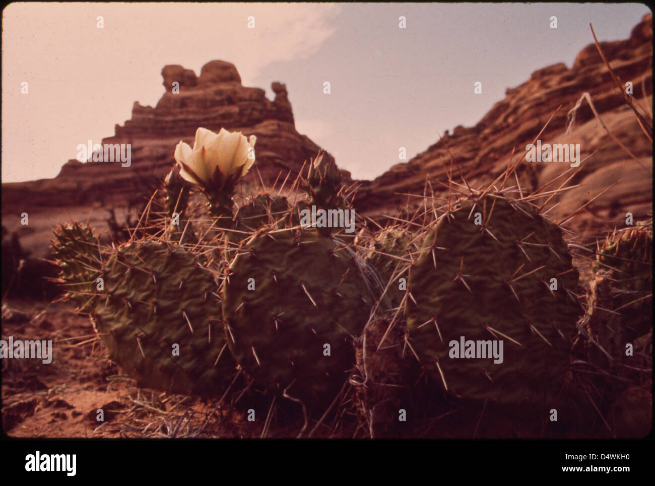Binomial opuntia phaeacantha taxonomie -Fotos und -Bildmaterial in hoher Auflösung – Alamy