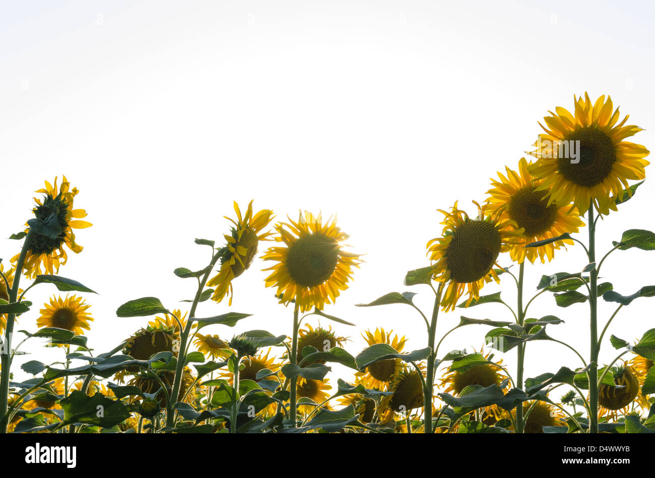 Endlose Sonnenblumenfelder Ukraine Stockfotografie - Alamy