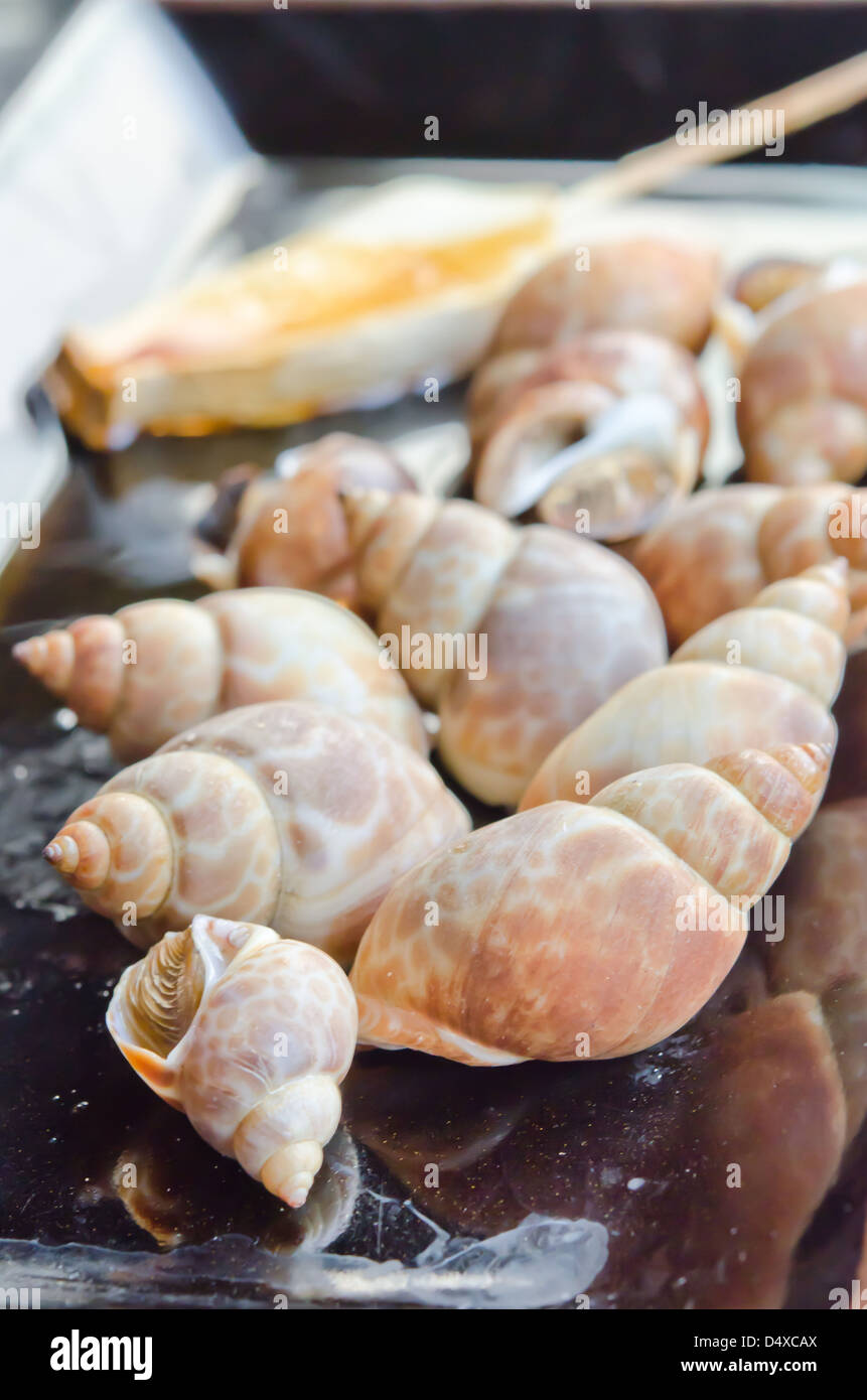 Geflecktes babylon -Fotos und -Bildmaterial in hoher Auflösung – Alamy