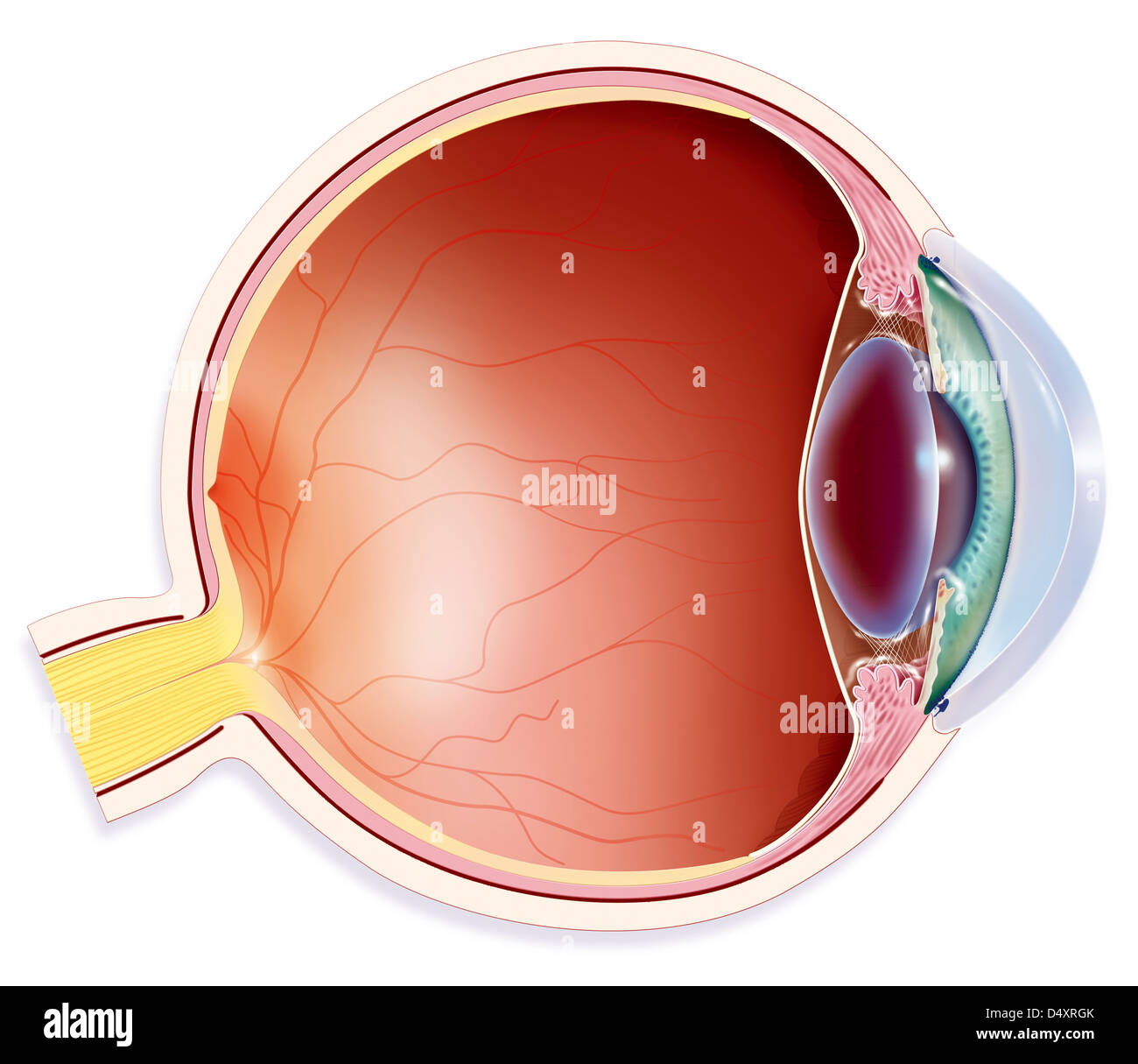 Auge anatomie Ausgeschnittene Stockfotos und -bilder - Alamy