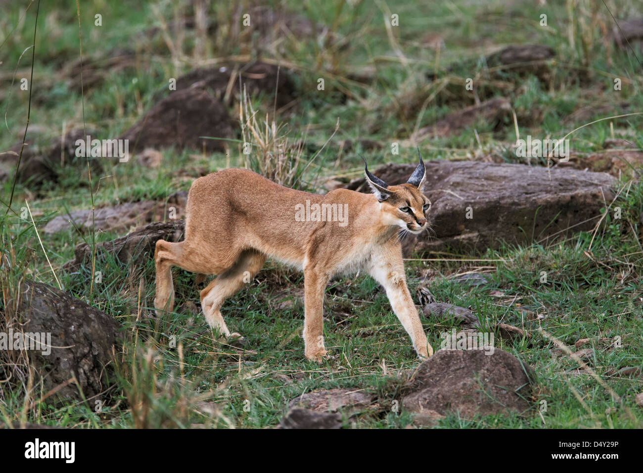 Das karakal -Fotos und -Bildmaterial in hoher Auflösung – Alamy