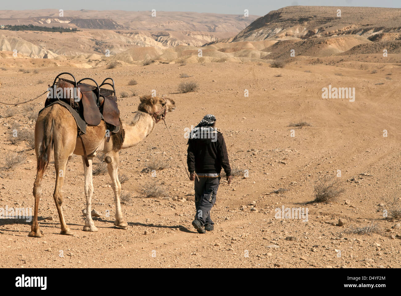 Israel, Negev-Wüste. Ein Beduinen-Mann geht mit einem Kamel durch die ...