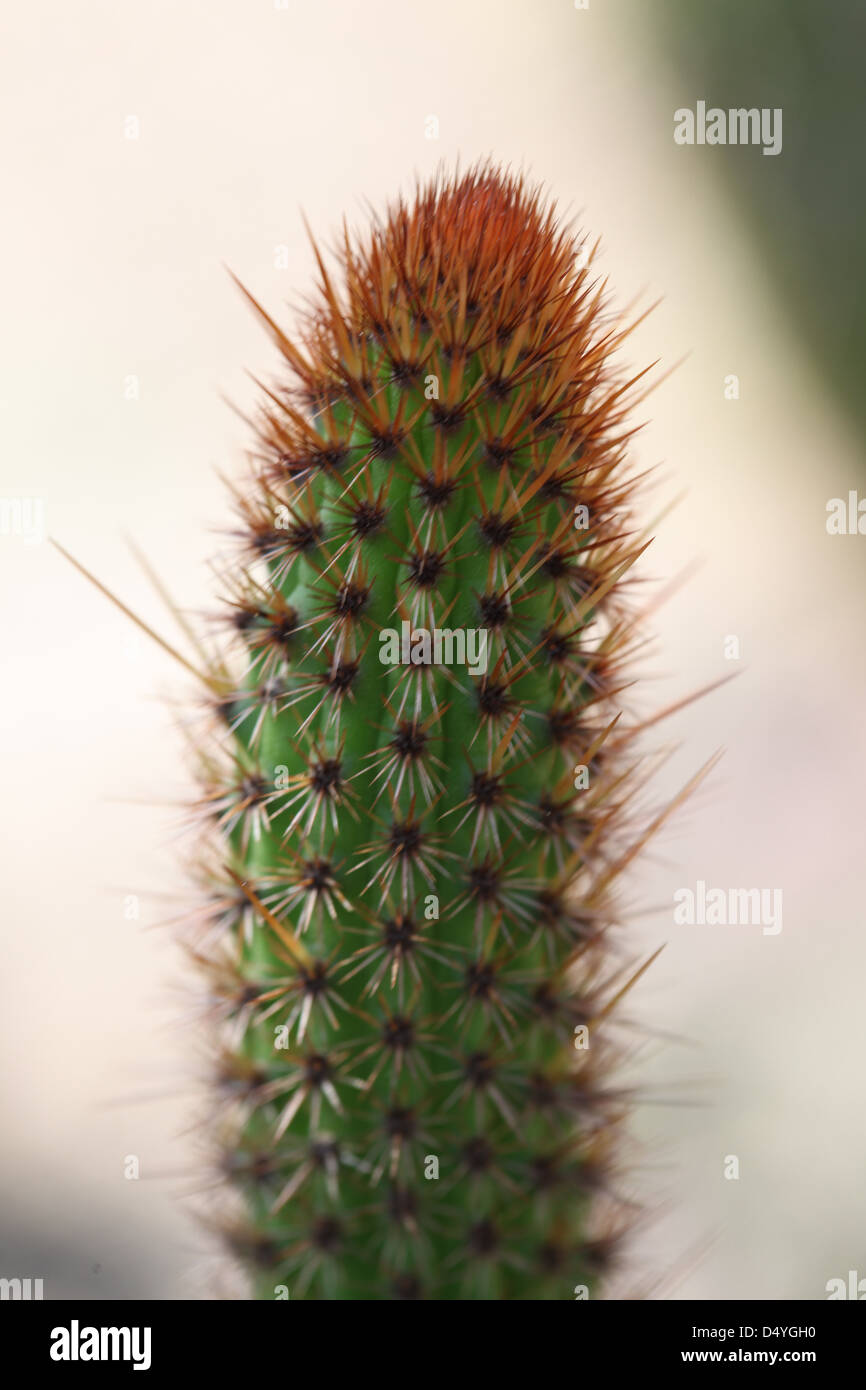 Kaktus Spike Kakteen Stockfotos und -bilder Kaufen - Alamy Kaktus Spike Kakteen Stockfotos und -bilder Kaufen - Alamy
