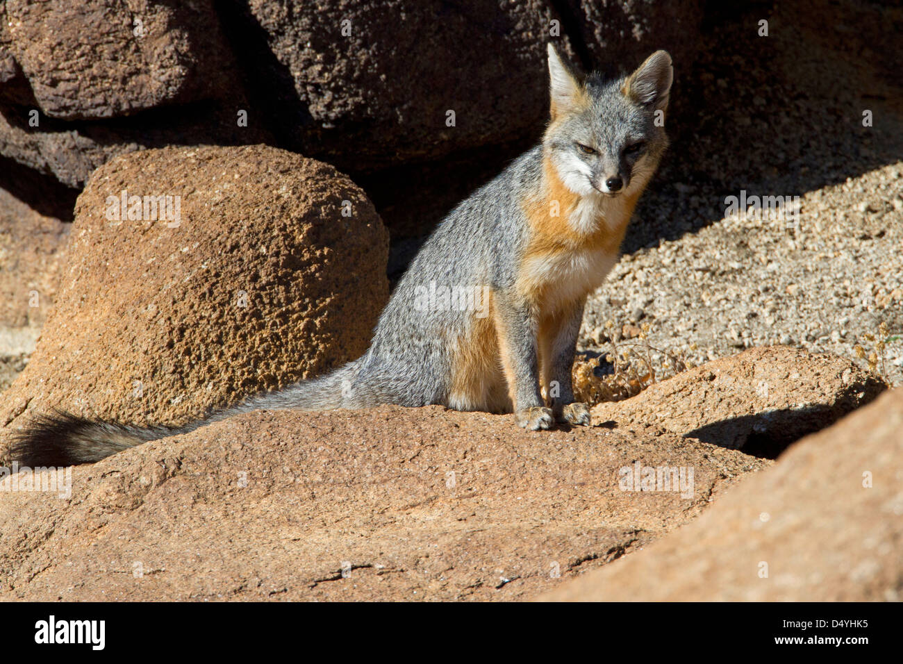 Grauer fuchs -Fotos und -Bildmaterial in hoher Auflösung – Alamy