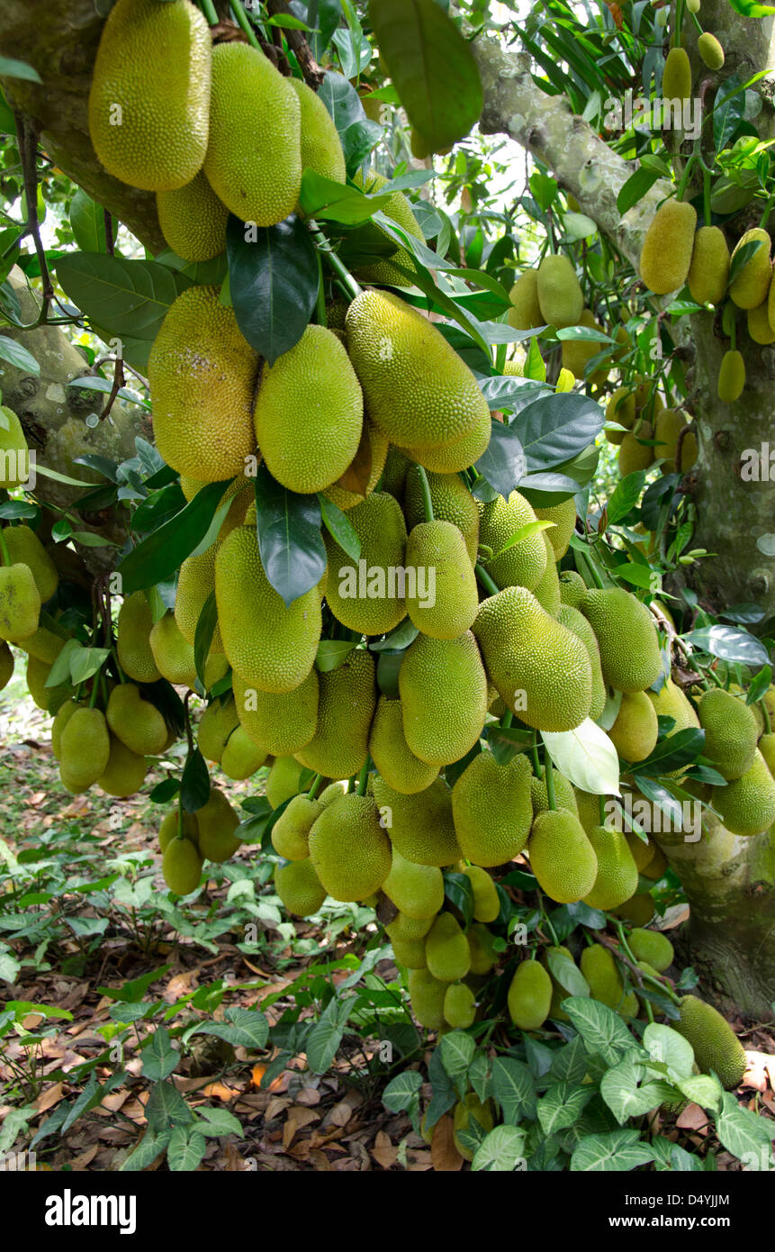 Jack hopkins -Fotos und -Bildmaterial in hoher Auflösung – Alamy