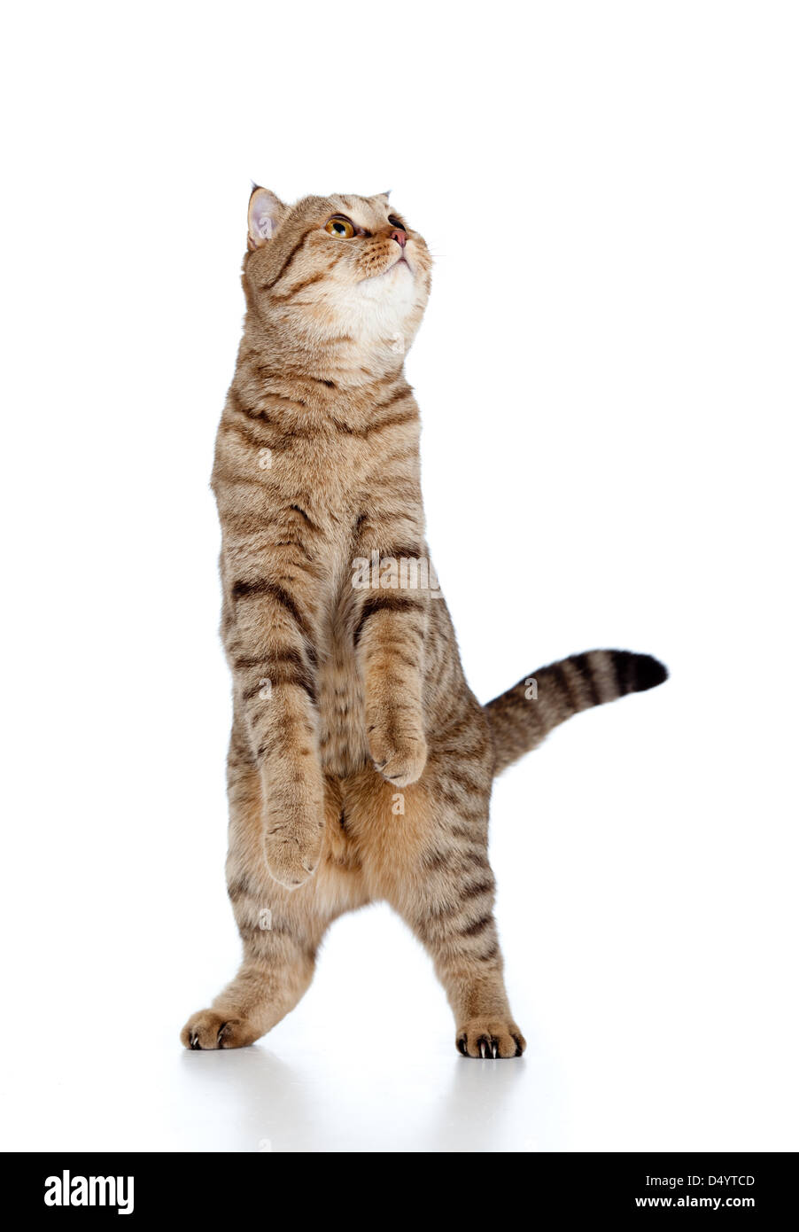 Weiße getigerte katze stehend -Fotos und -Bildmaterial in hoher ...