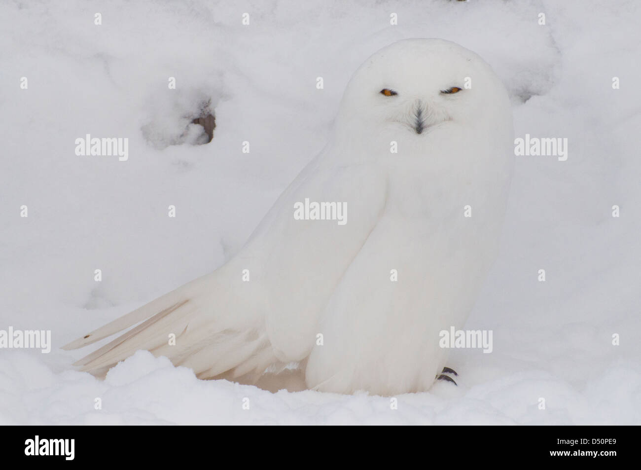 Snowy owl on arctic tundra -Fotos und -Bildmaterial in hoher Auflösung ...