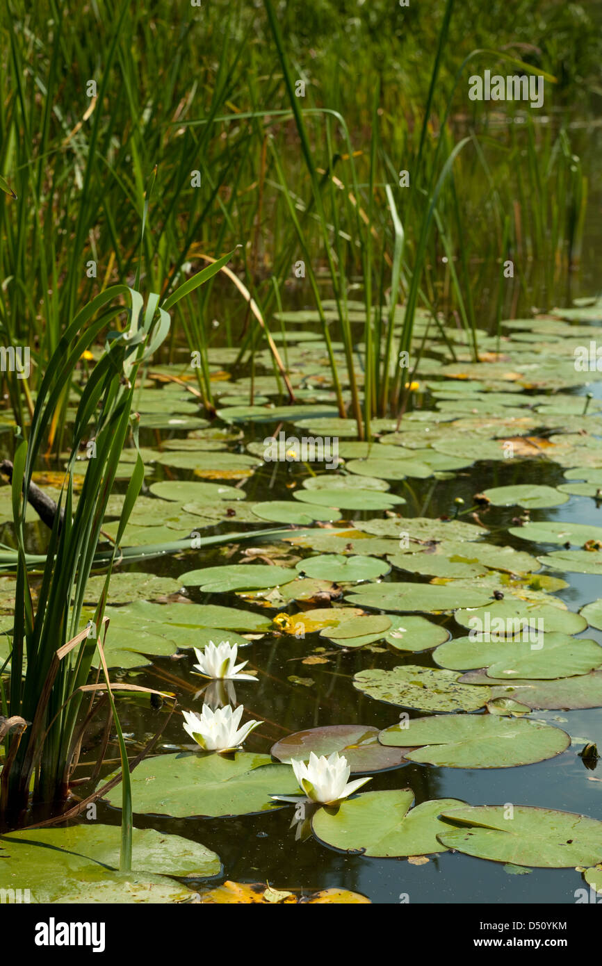 Fluss mit Wildwasser-Blume (Nymphaea Alba Stockfotografie - Alamy