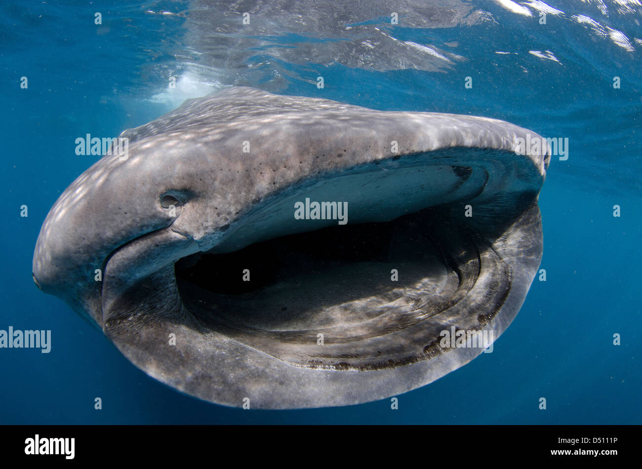 Offenes haifischmaul -Fotos und -Bildmaterial in hoher Auflösung – Alamy
