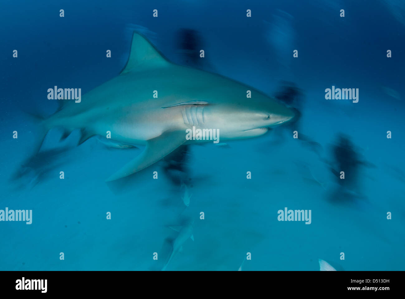 Taucher mit bullenhai -Fotos und -Bildmaterial in hoher Auflösung – Alamy