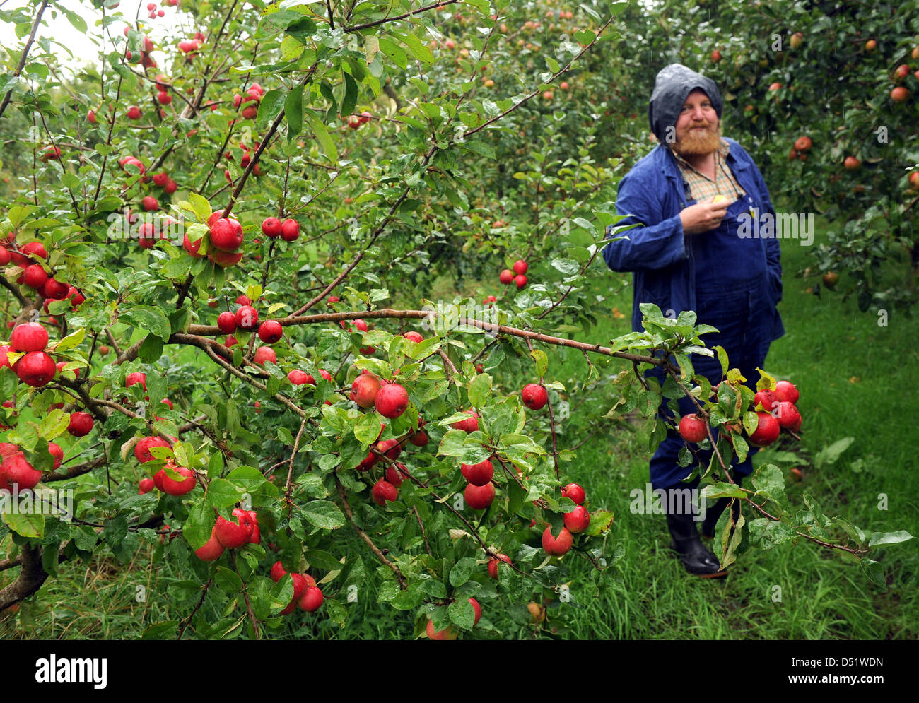 Wagner Apfel Stockfotos und -bilder Kaufen - Alamy