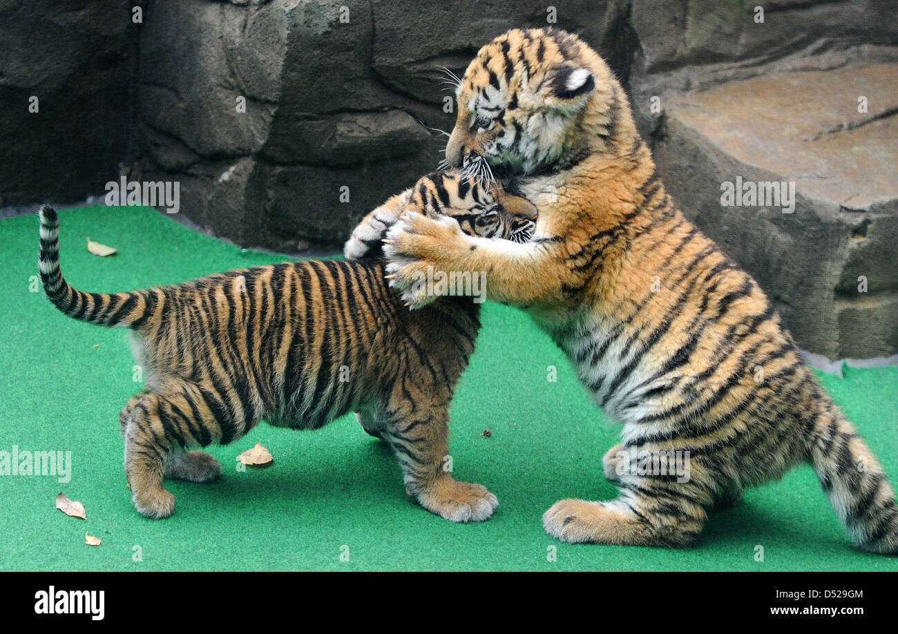 Born in frankfurt -Fotos und -Bildmaterial in hoher Auflösung – Alamy