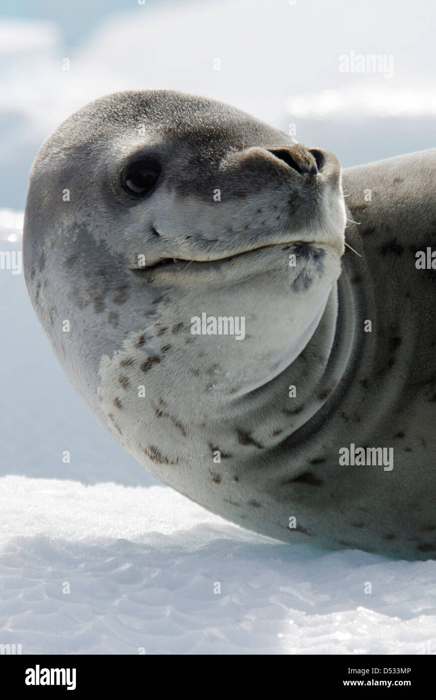 Antarktis Leoparden Siegel Stockfotos und -bilder Kaufen - Alamy