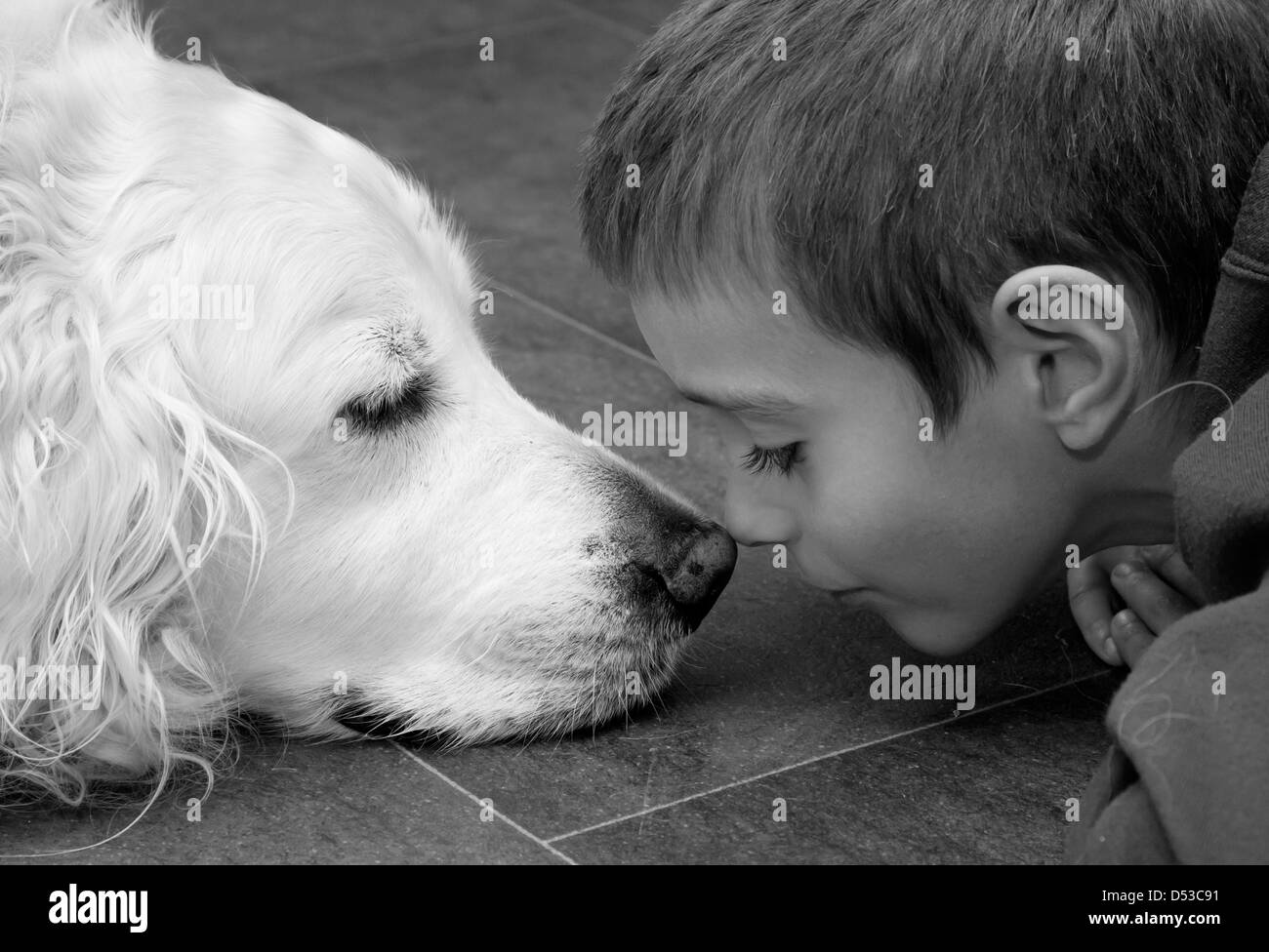 Hundenasen -Fotos und -Bildmaterial in hoher Auflösung – Alamy