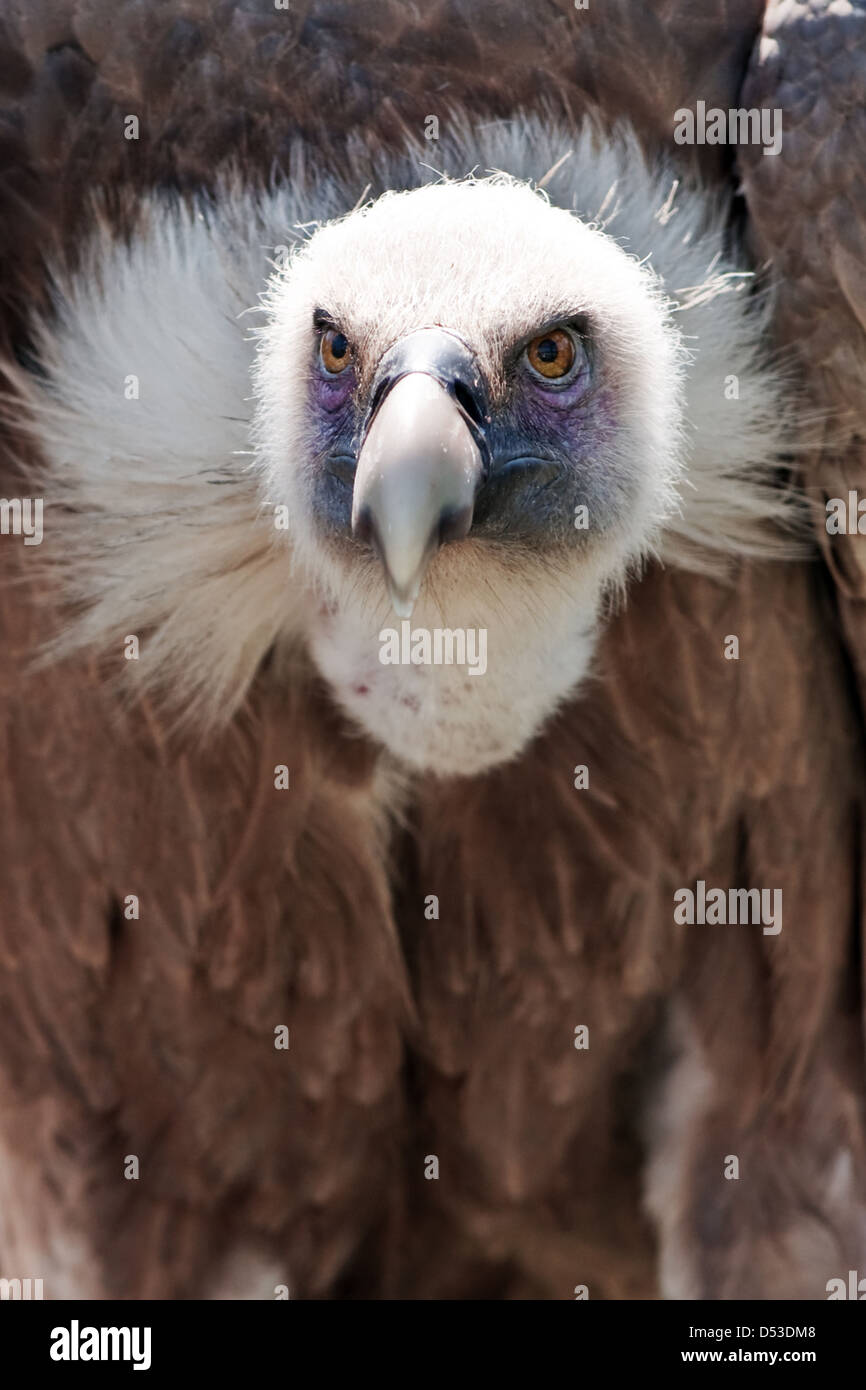 Geier schnabel hautnah -Fotos und -Bildmaterial in hoher Auflösung – Alamy