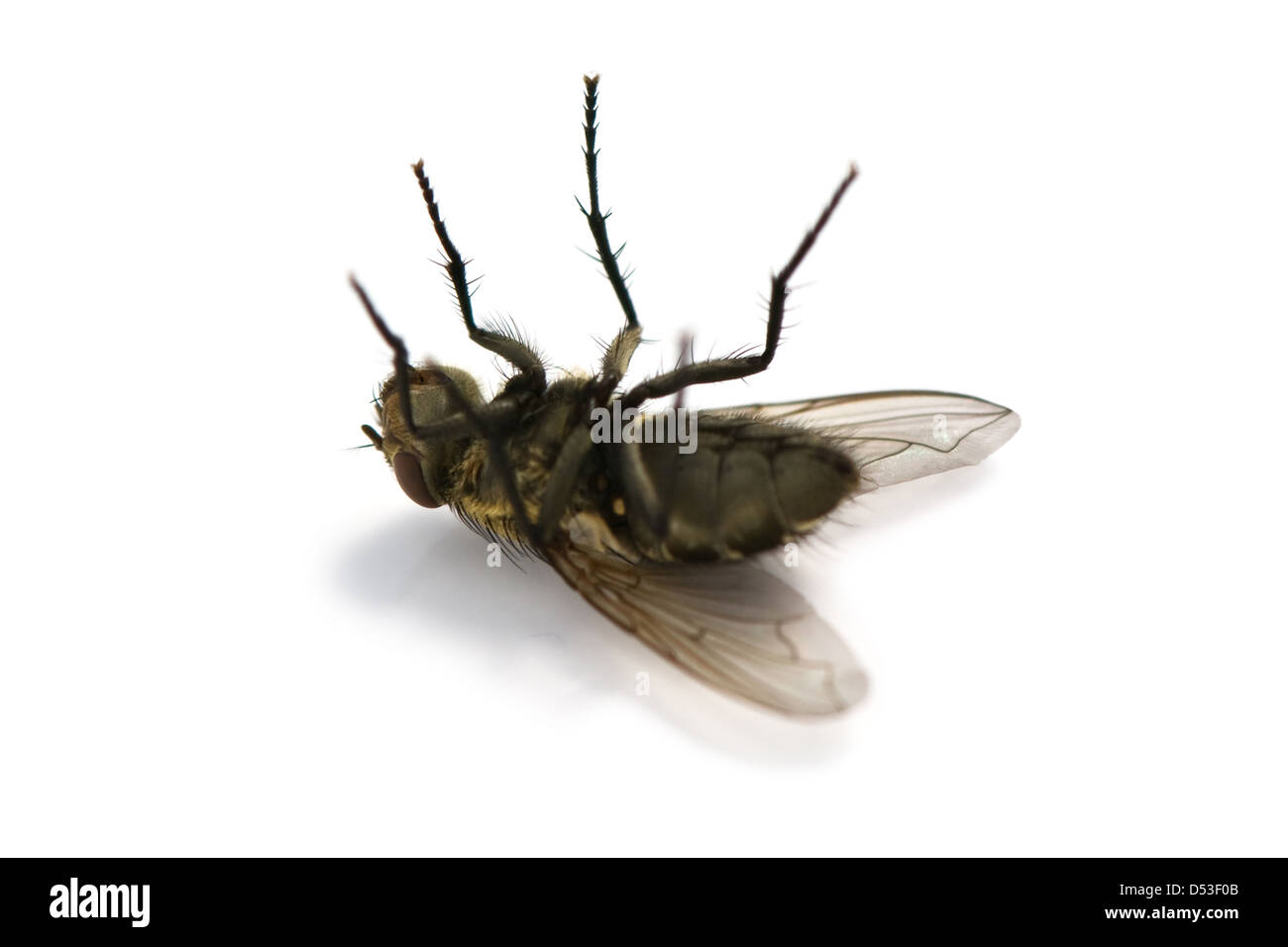 Fliege freigestellt insekt -Fotos und -Bildmaterial in hoher Auflösung ...