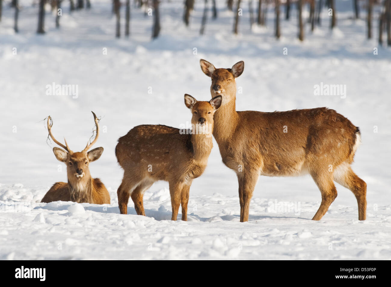 Reh-Familie auf Winter-Feld Stockfotografie - Alamy