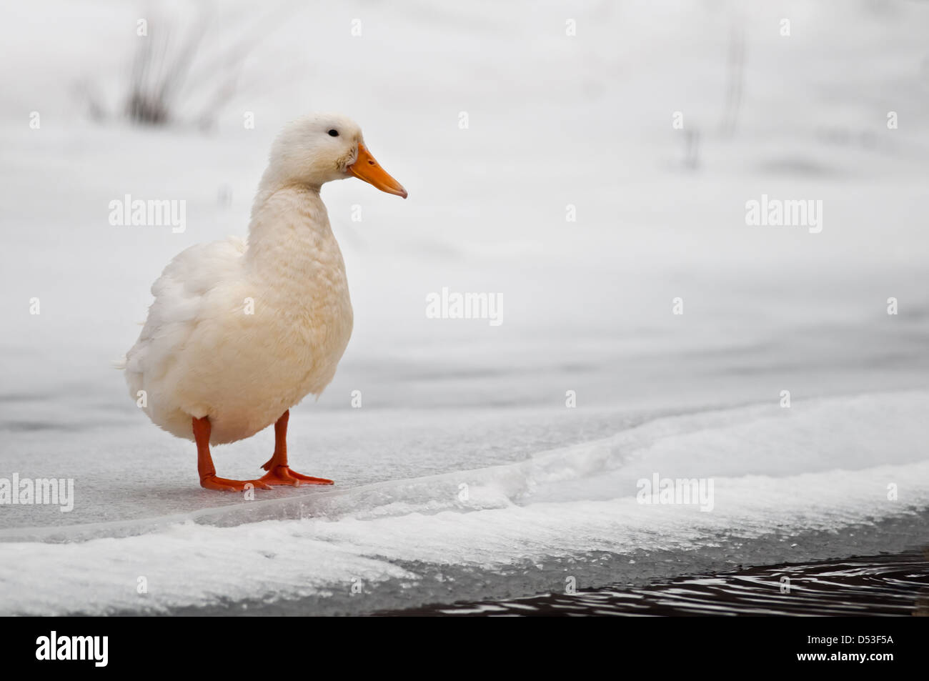 Entenente im wasser schwimmen -Fotos und -Bildmaterial in hoher ...