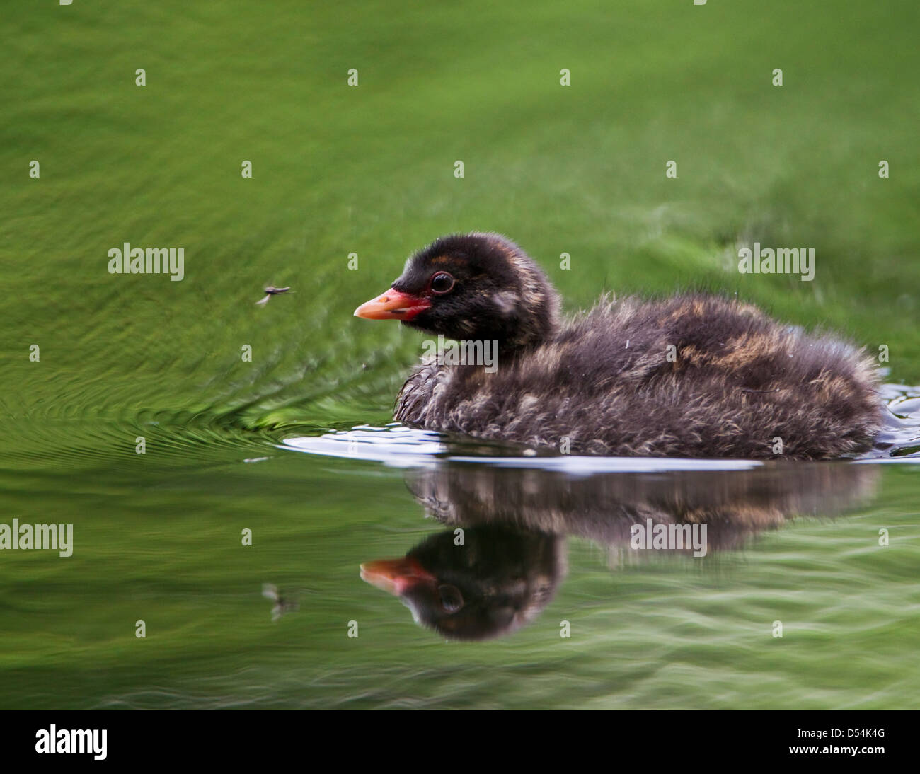 Fliege profil -Fotos und -Bildmaterial in hoher Auflösung – Alamy