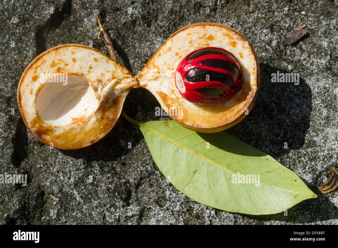 Muskatnuss myristica fragrans -Fotos und -Bildmaterial in hoher ...