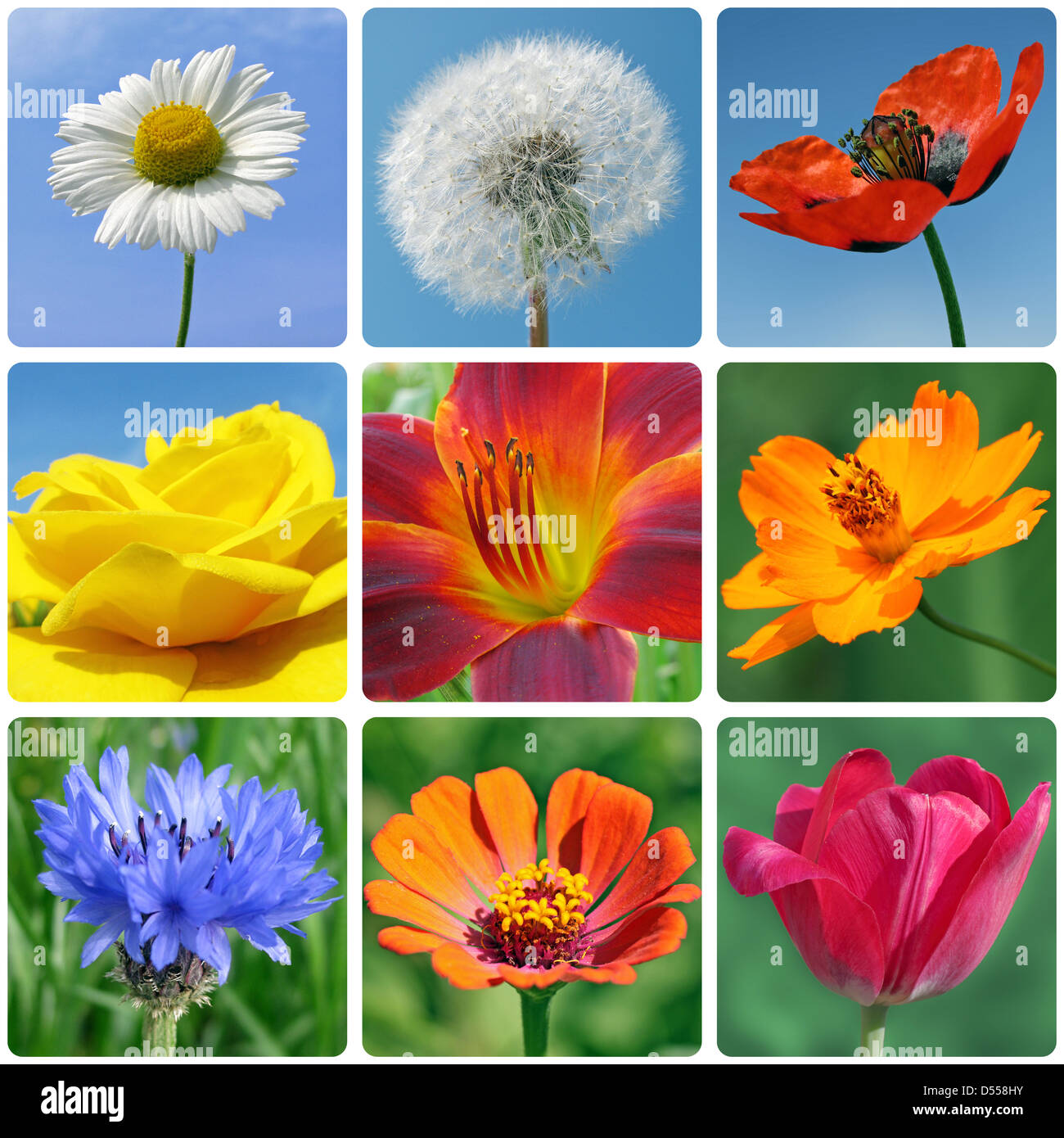 Collage mit Makro-Fotos von Blumen Stockfotografie - Alamy