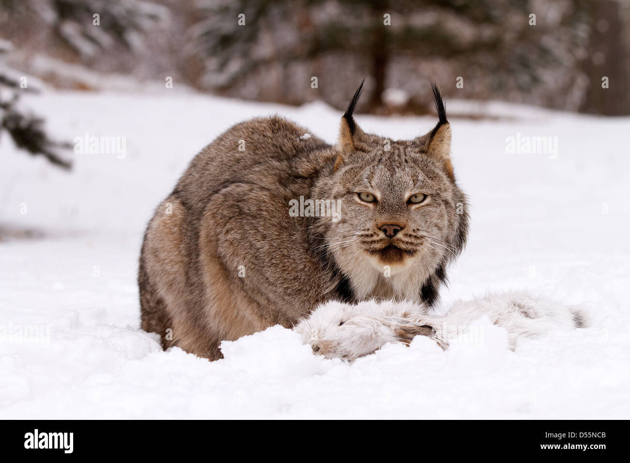 Lynx snowshoe hare -Fotos und -Bildmaterial in hoher Auflösung – Alamy