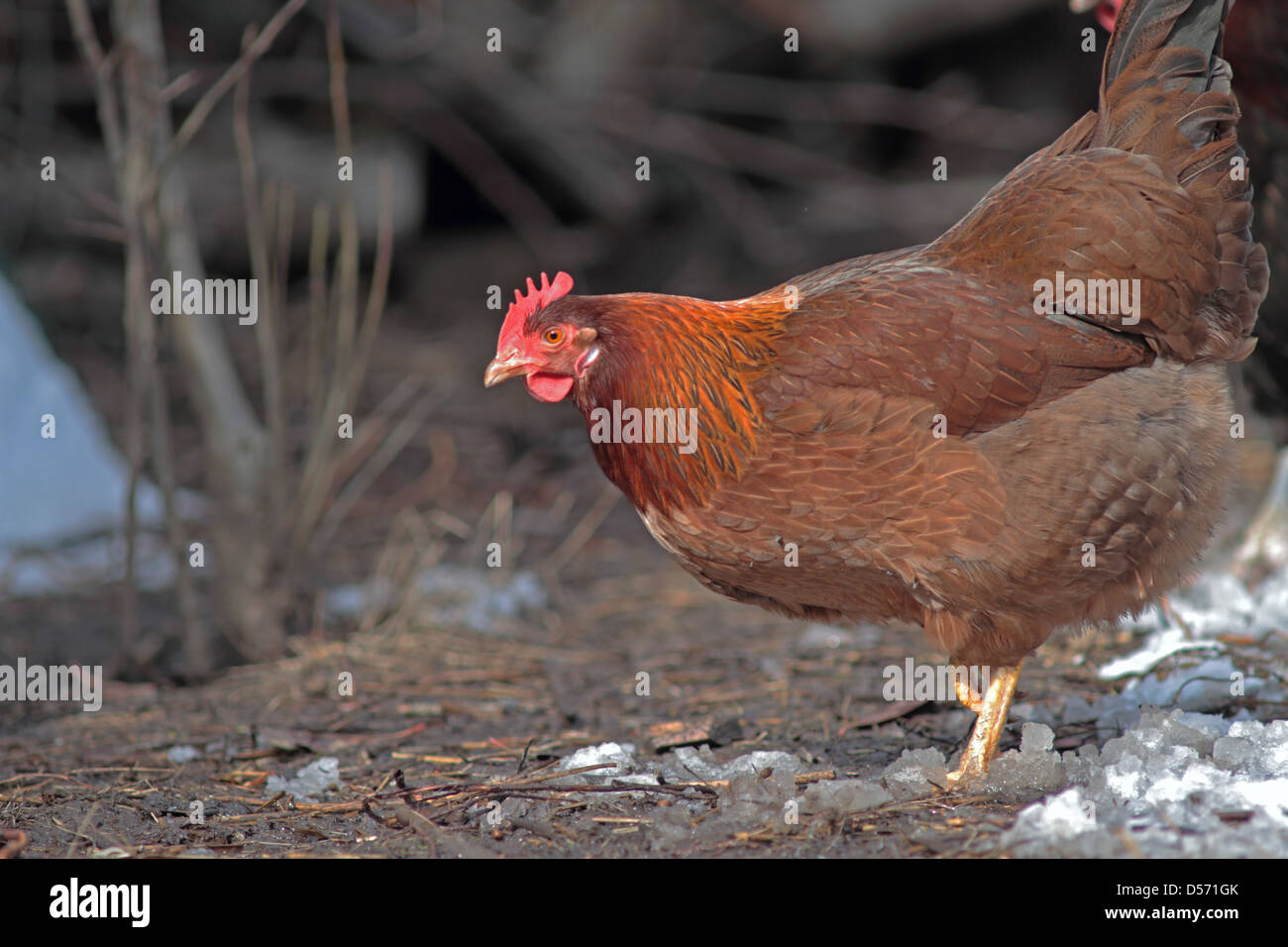 Reines hunderassen -Fotos und -Bildmaterial in hoher Auflösung – Alamy