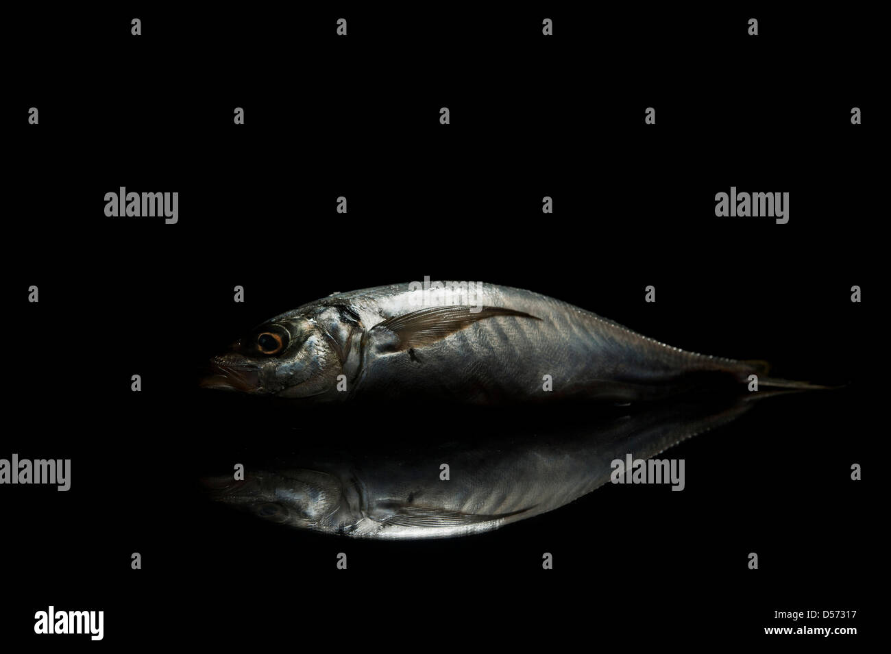 Fish food -Fotos und -Bildmaterial in hoher Auflösung – Alamy