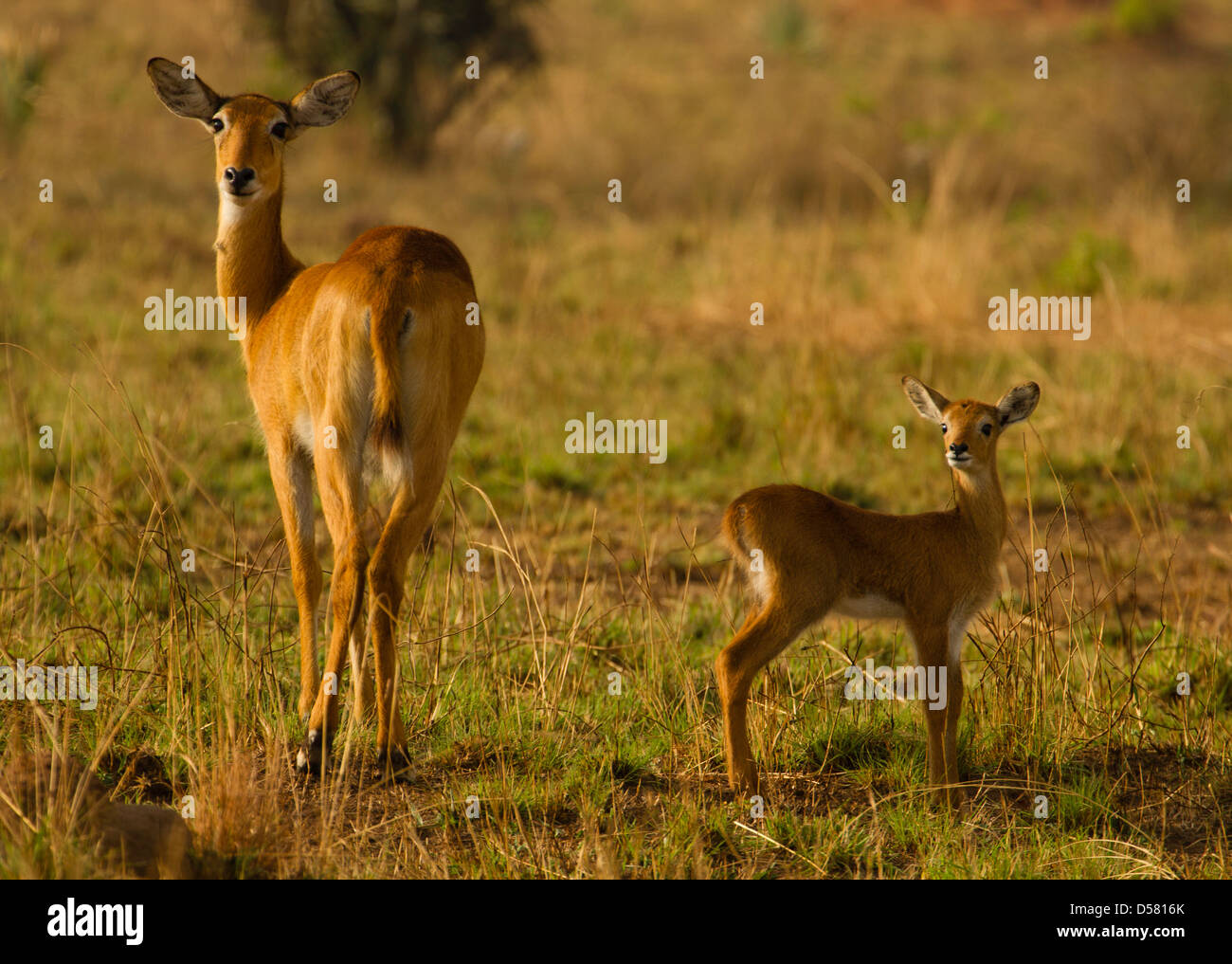 Female uganda kob kobus kob thomasi -Fotos und -Bildmaterial in hoher ...