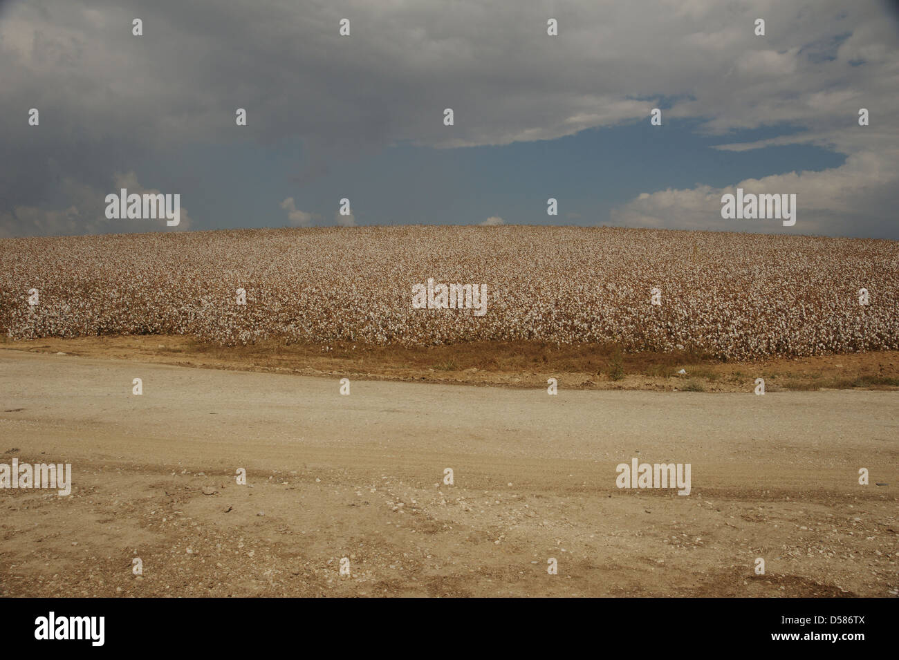 Field flowering cotton plants -Fotos und -Bildmaterial in hoher ...