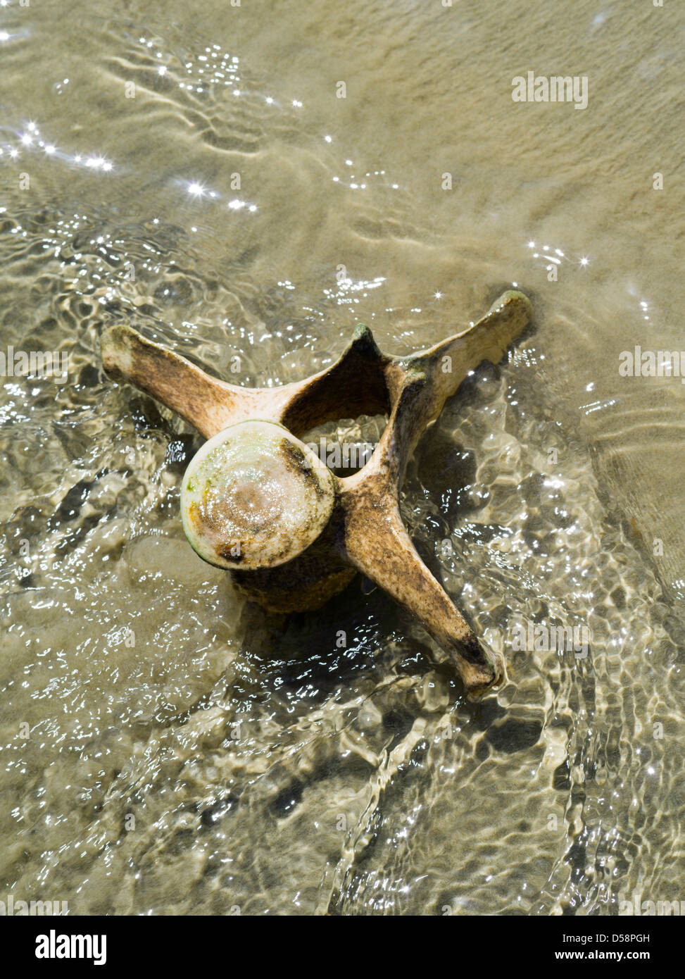 Eine (wahrscheinlich) weißen Grindwal (Globicephala Melas) Wirbel tanzt ...