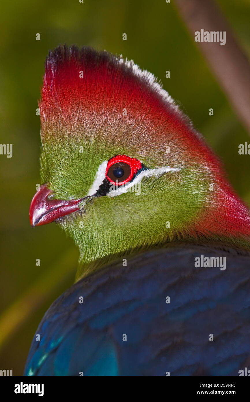 Fischers turaco tauraco fischeri -Fotos und -Bildmaterial in hoher ...