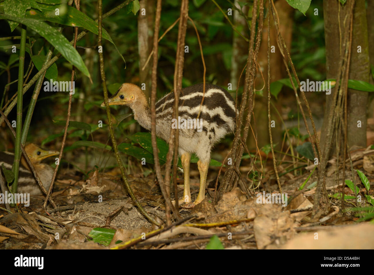 Kasuar australien -Fotos und -Bildmaterial in hoher Auflösung – Alamy