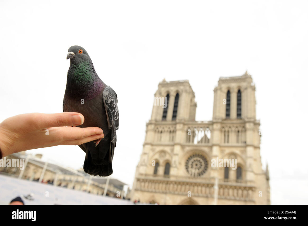 Pest taube -Fotos und -Bildmaterial in hoher Auflösung – Alamy