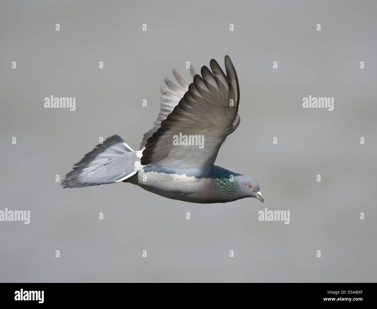 Wilde Taube im Flug Stockfotografie - Alamy