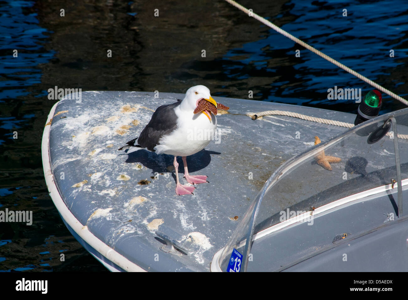 Seestern mund -Fotos und -Bildmaterial in hoher Auflösung – Alamy